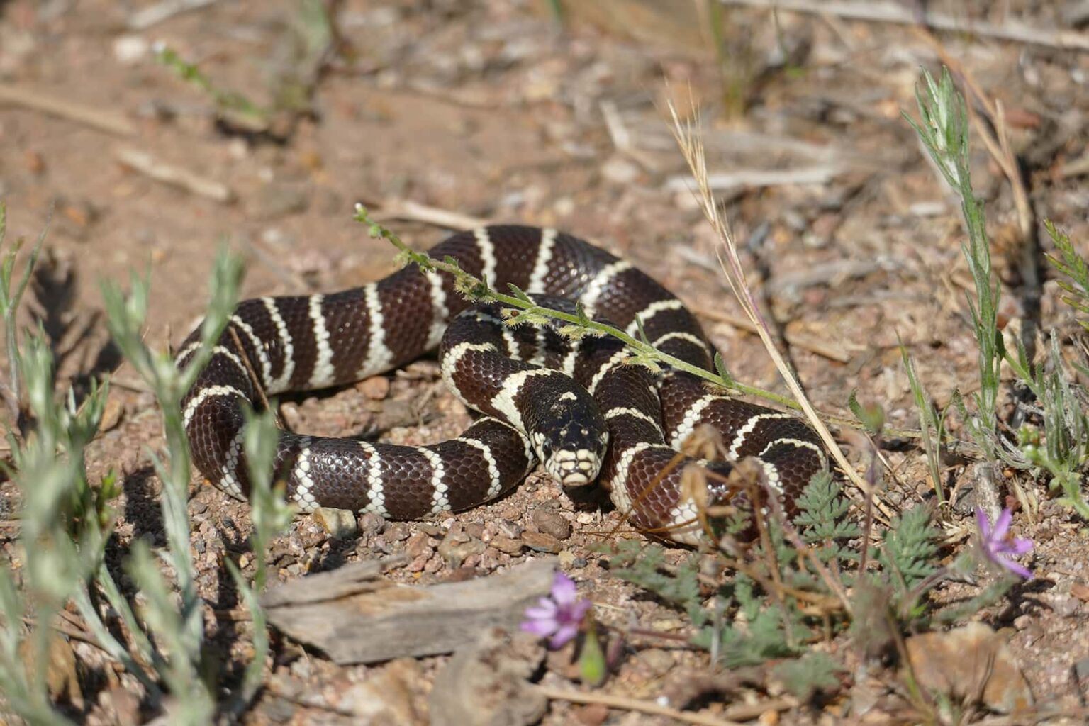 Snakes, frogs, and lizards…oh my! - Catalina Island Conservancy