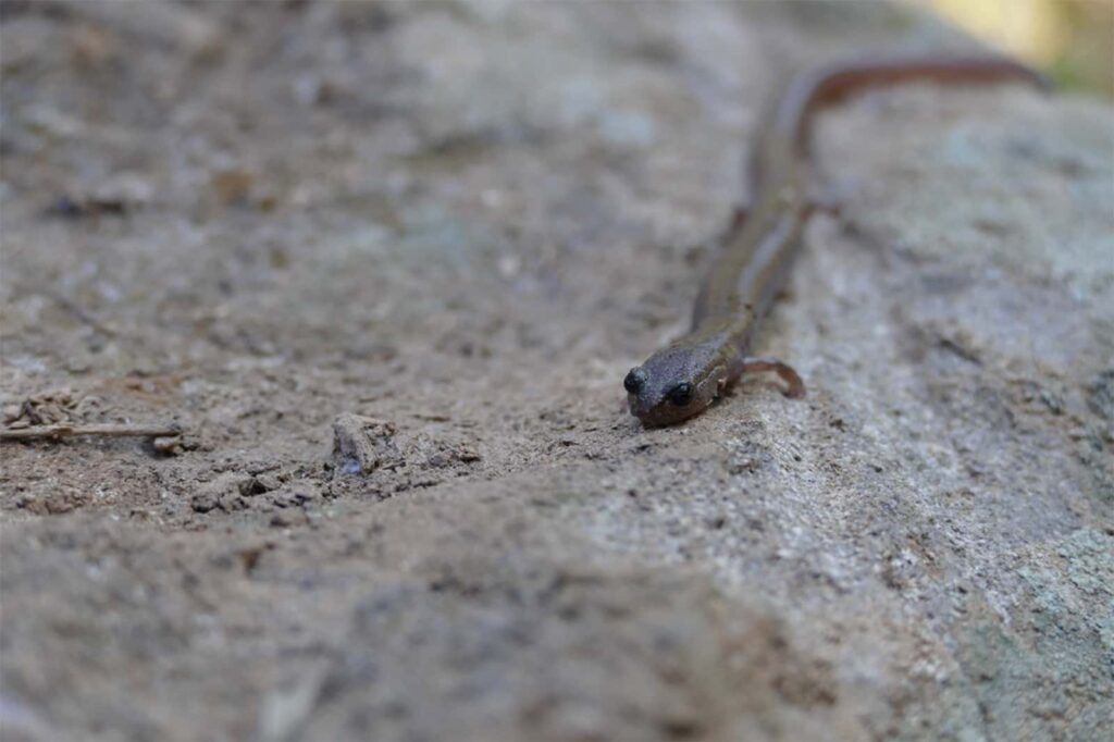 Snakes, frogs, and lizards…oh my! - Catalina Island Conservancy