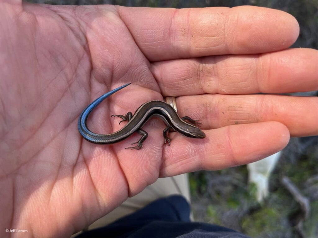 Snakes, frogs, and lizards…oh my! - Catalina Island Conservancy