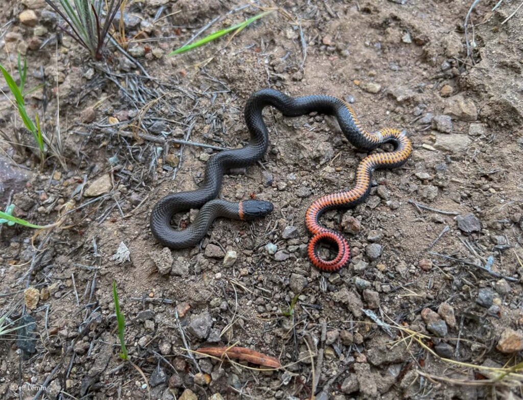 Snakes, frogs, and lizards…oh my! - Catalina Island Conservancy
