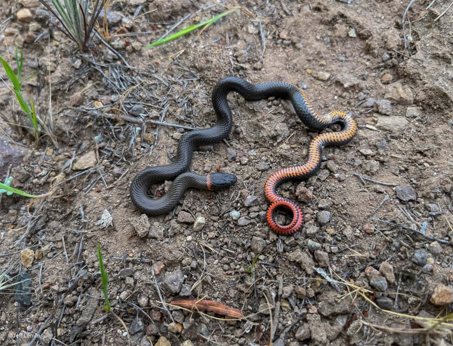 Snakes, frogs, and lizards…oh my! - Catalina Island Conservancy