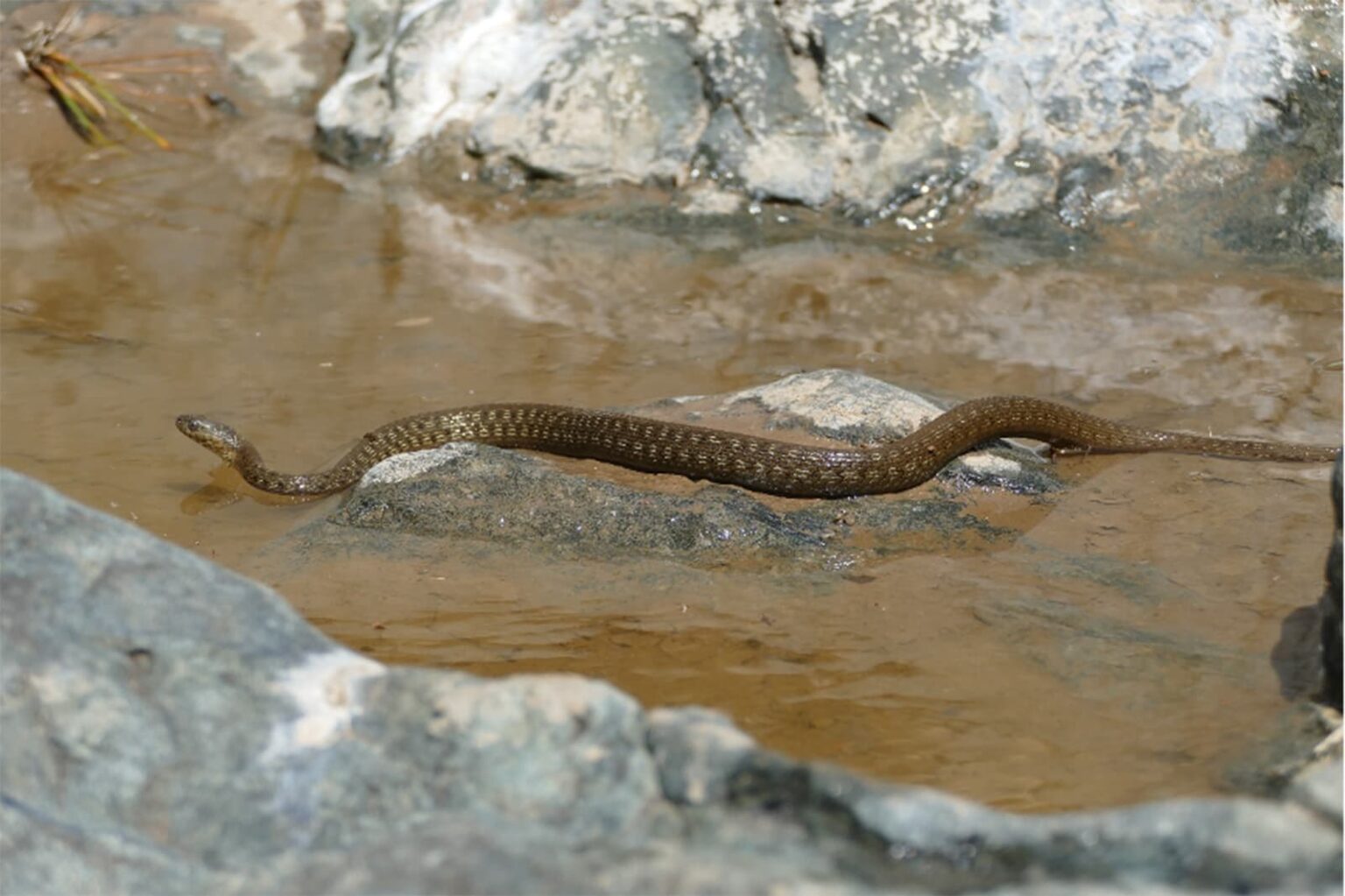 Snakes, frogs, and lizards…oh my! - Catalina Island Conservancy