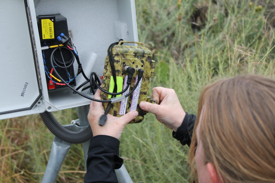 Bat Diversity - Catalina Island Conservancy | Catalina Island Conservancy
