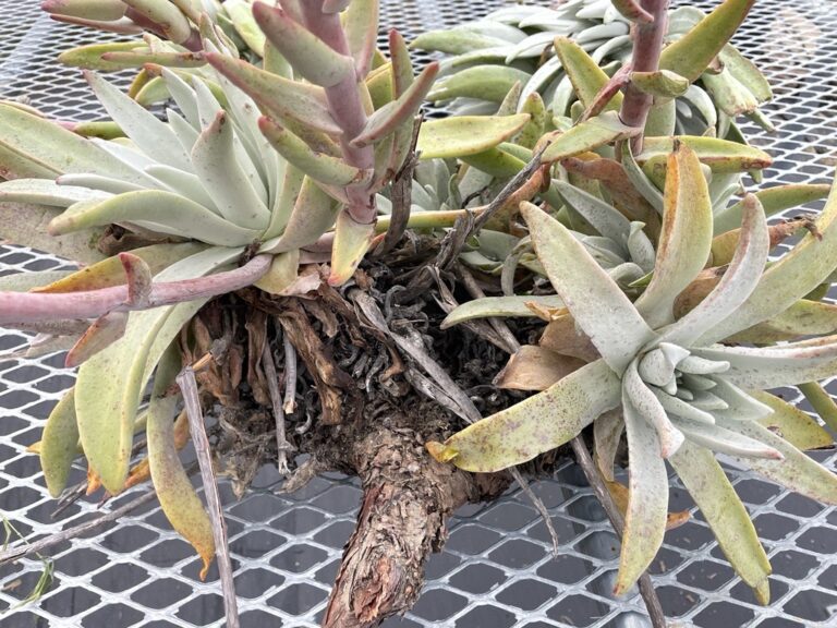 Succulent Poaching a Problem - Catalina Island Conservancy | Catalina ...