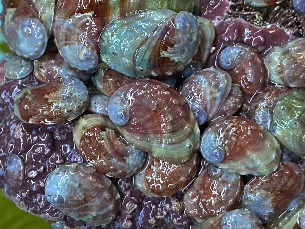 Last Friday Lecture Series – White Abalone Conservation with Johnathan ...