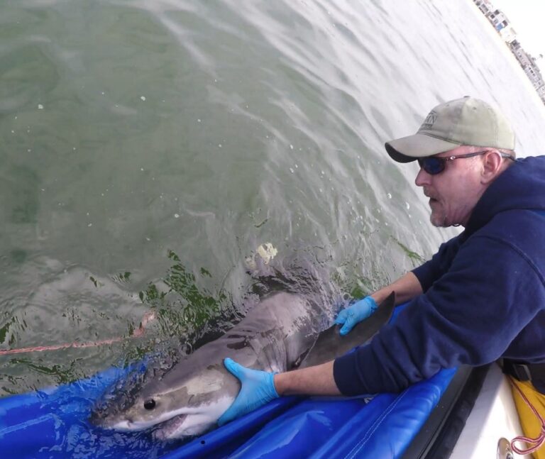Last Friday Lecture Series – Understanding California’s White Sharks ...