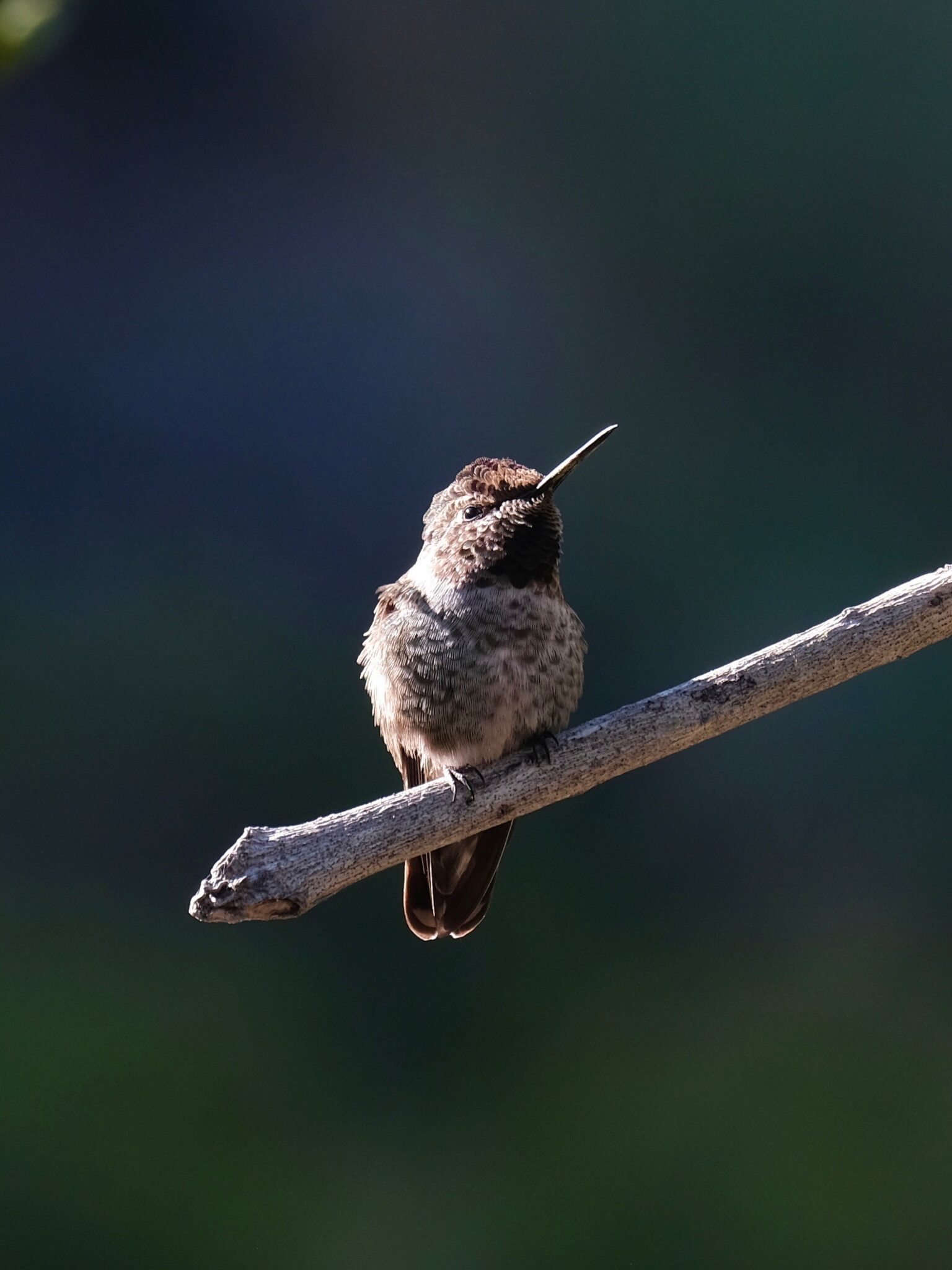 Bird Photography Workshop with Jason Odell - Catalina Island ...