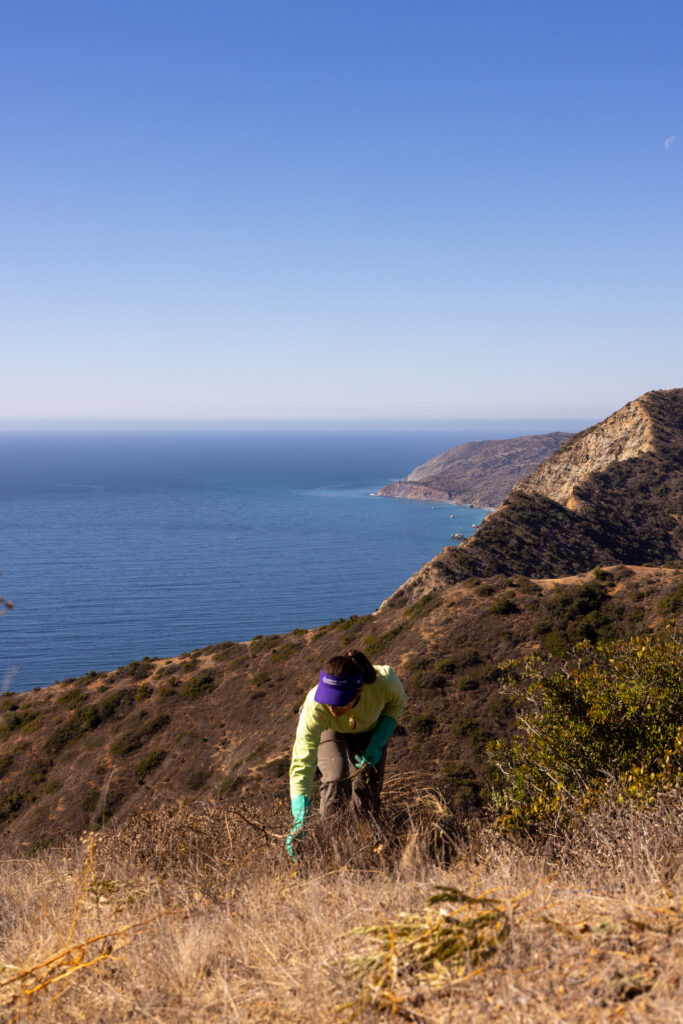 Restoring the Land: A Key to Wildfire Resilience - Catalina Island ...