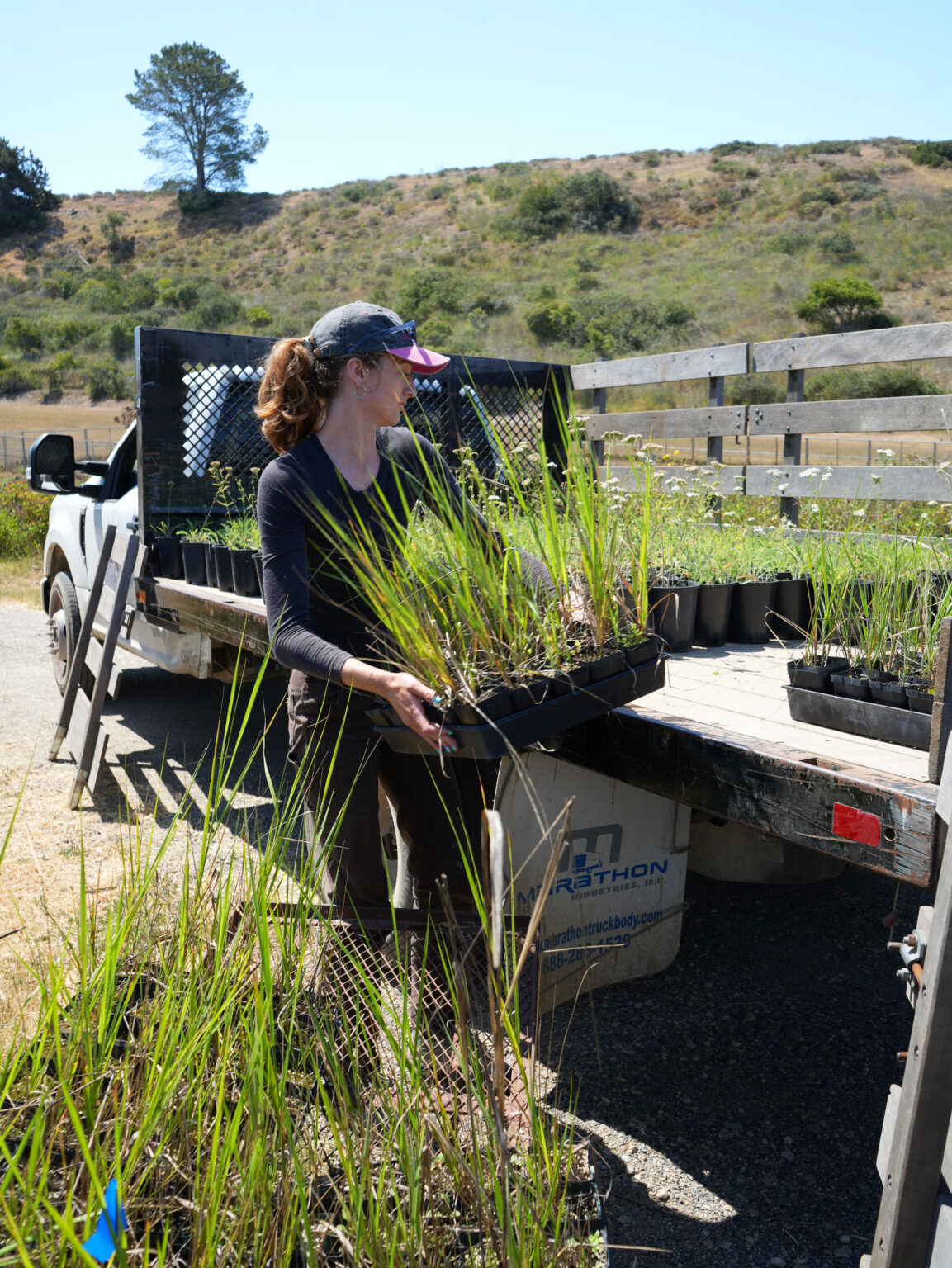 Native Plants Delivery Aims to Inspire Students - Catalina Island ...