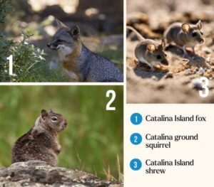 Catalina Island Endemic Species - Catalina Island Conservancy