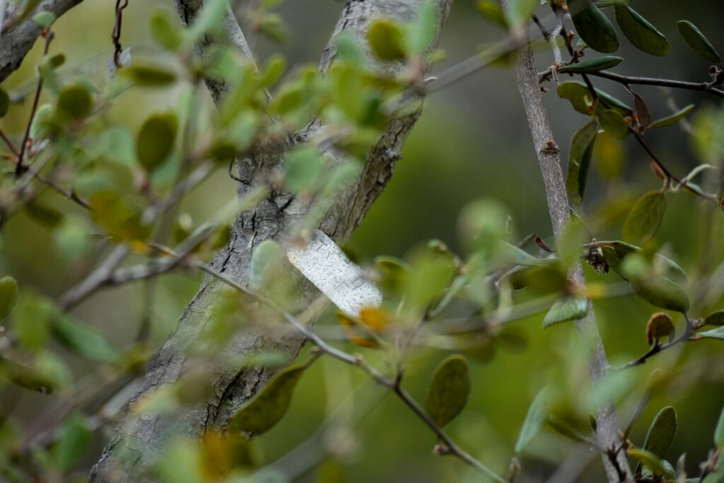 The Loneliest Tree in North America - Catalina Island Conservancy