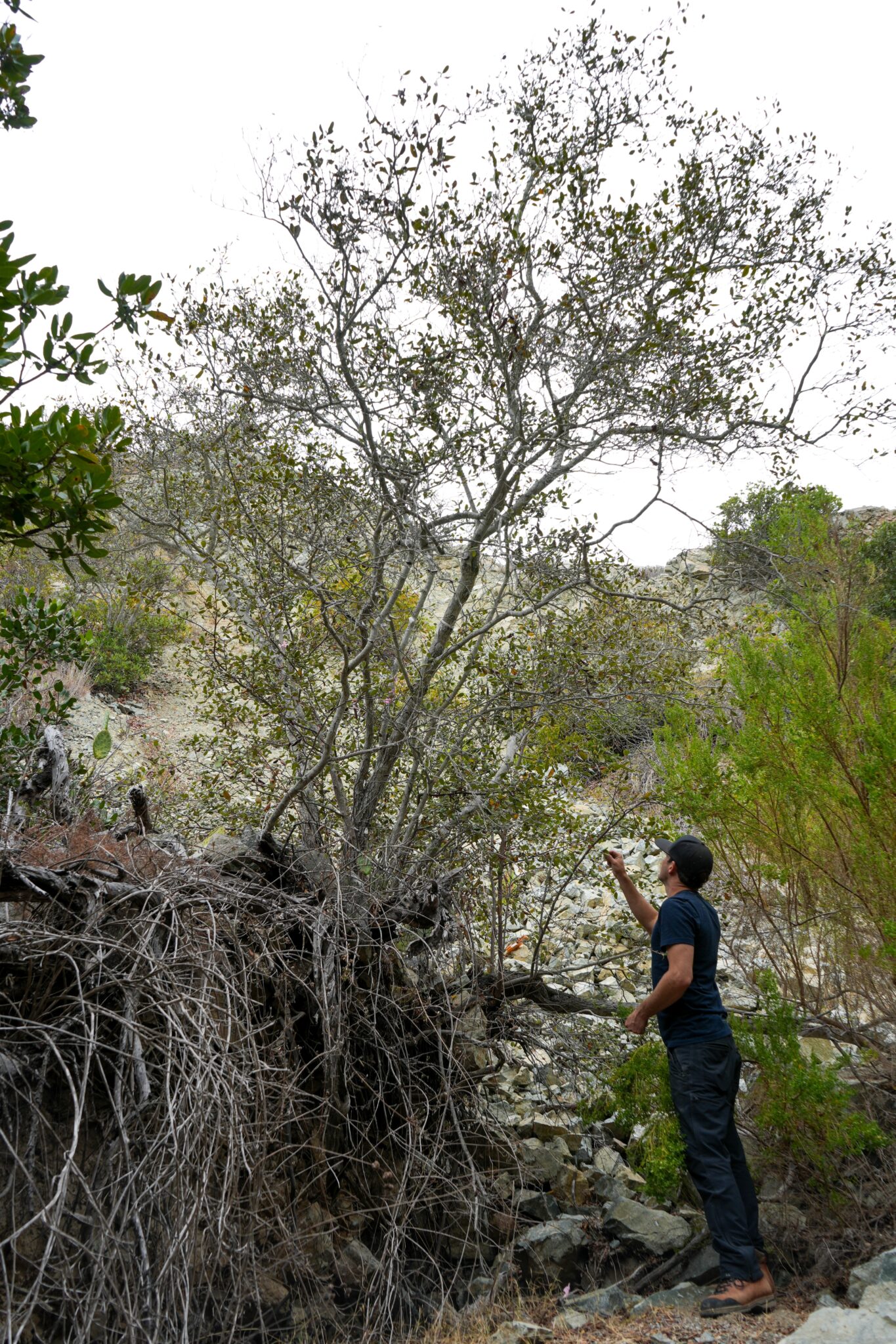 The Loneliest Tree in North America - Catalina Island Conservancy ...