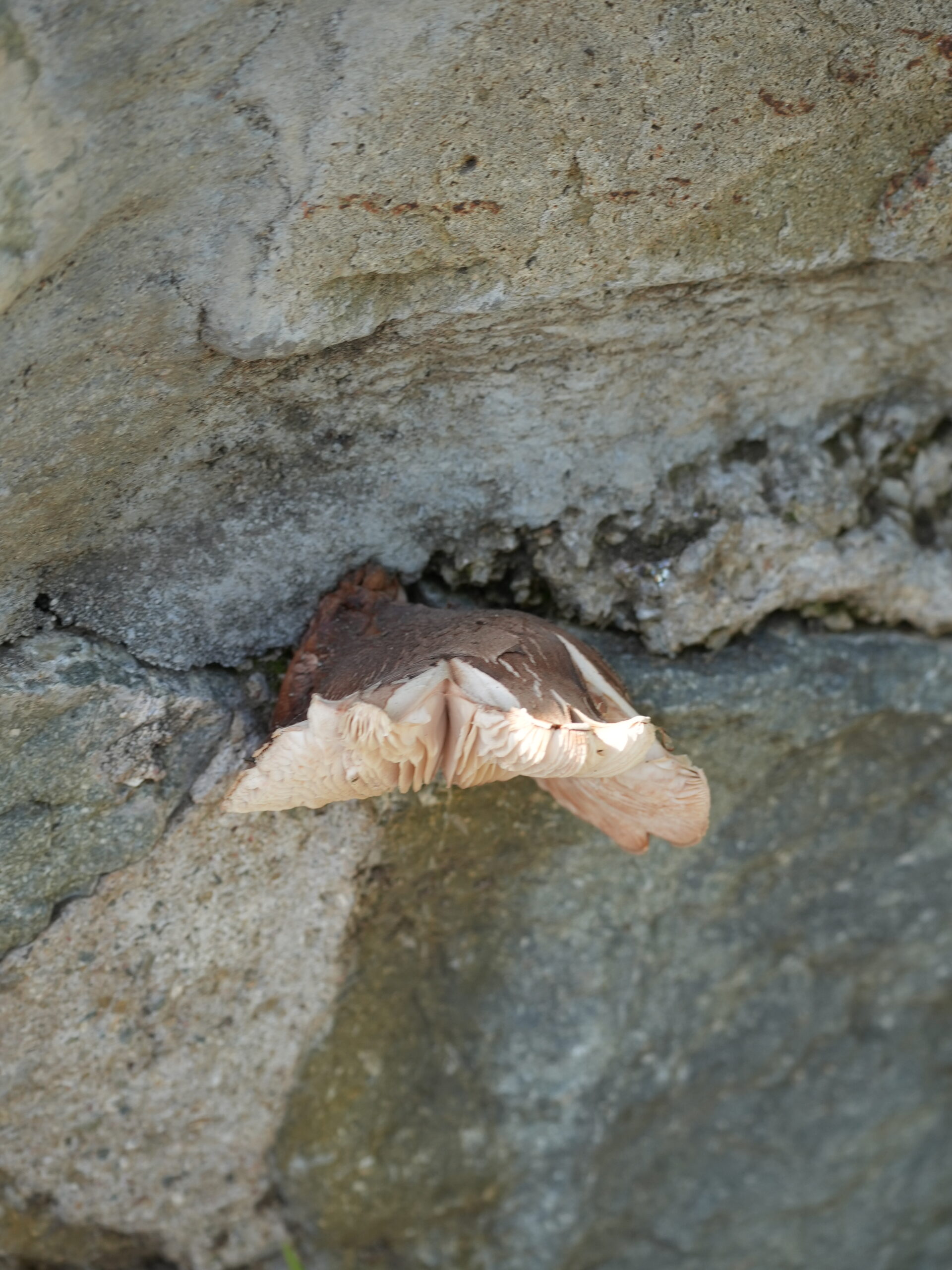 Catalina Mushroom Excursion with Mycologist Stu Pickell - Catalina ...